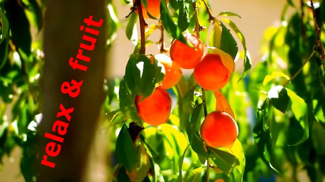 Fruits and relaxing music are perfect for relaxation and deep sleep