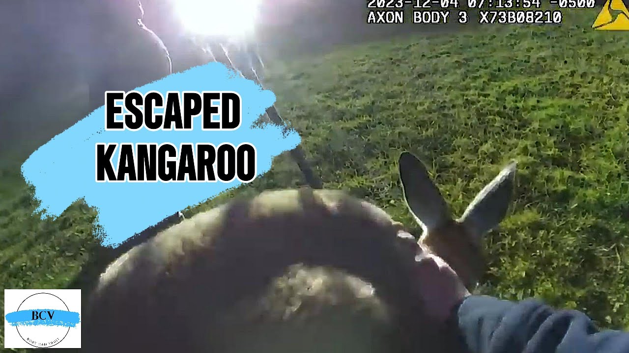 Body Cam: Kangaroo Escapee Captured by Police - YouTube