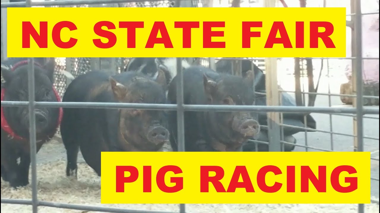 NC State Fair (Part2) - Pig Races and More - YouTube