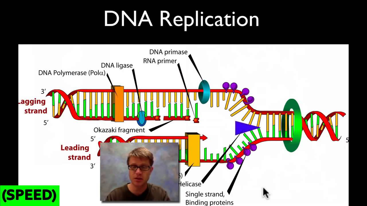 [SPEED] DNA Replication - YouTube