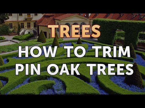 How to Trim Pin Oak Trees - YouTube