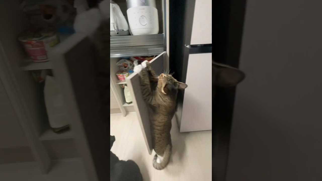 Random cat compilation #13 - YouTube