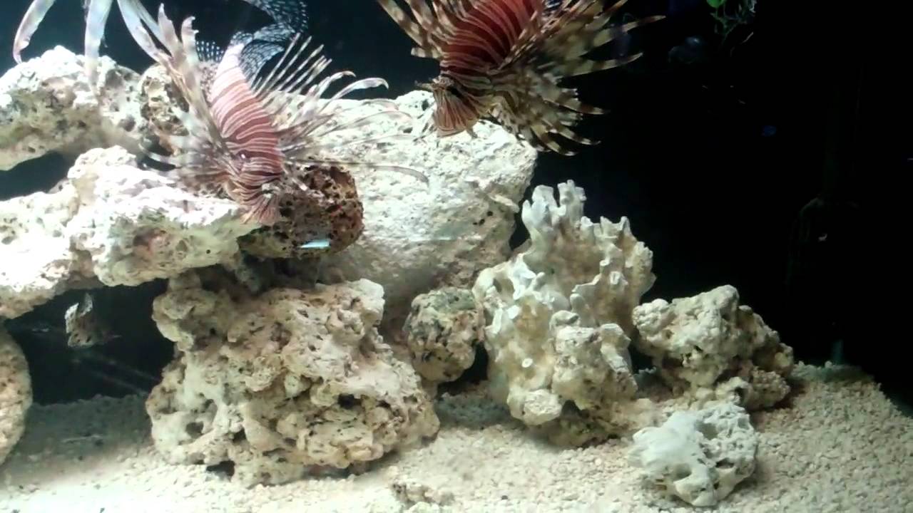 lion fish, panther grouper - YouTube