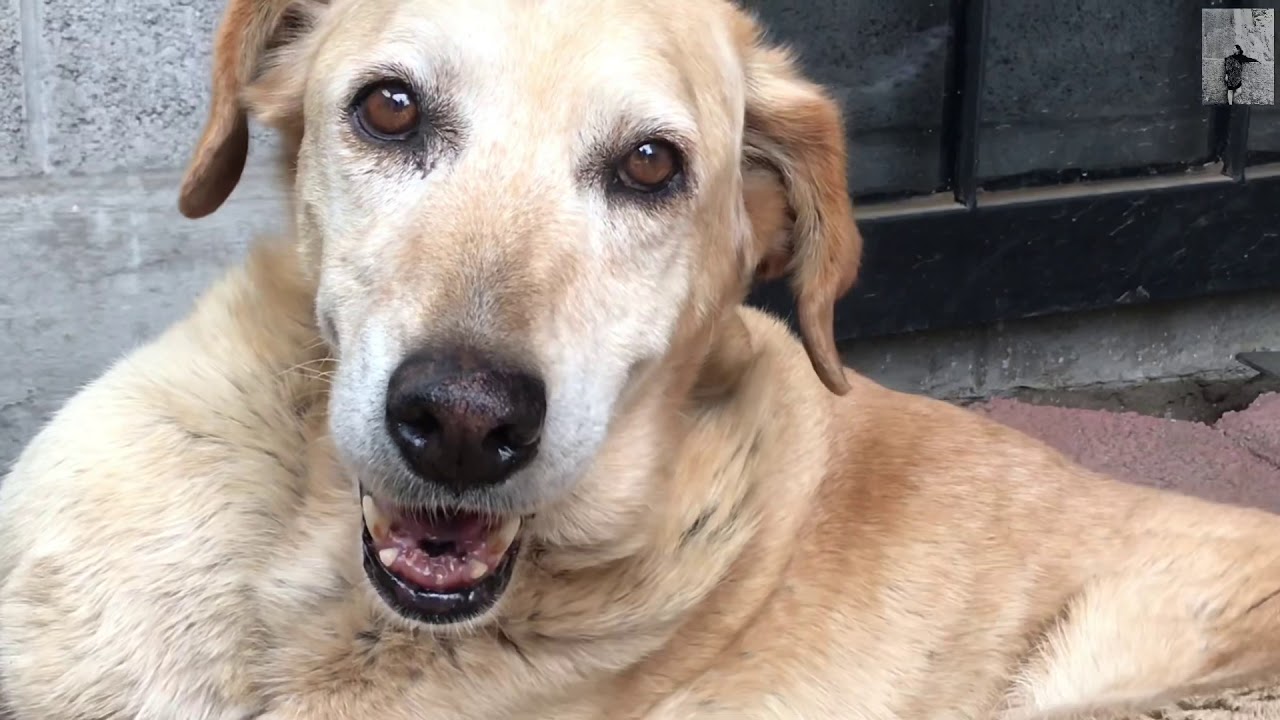 Hembra labrador con cancer (sacrificada) - YouTube