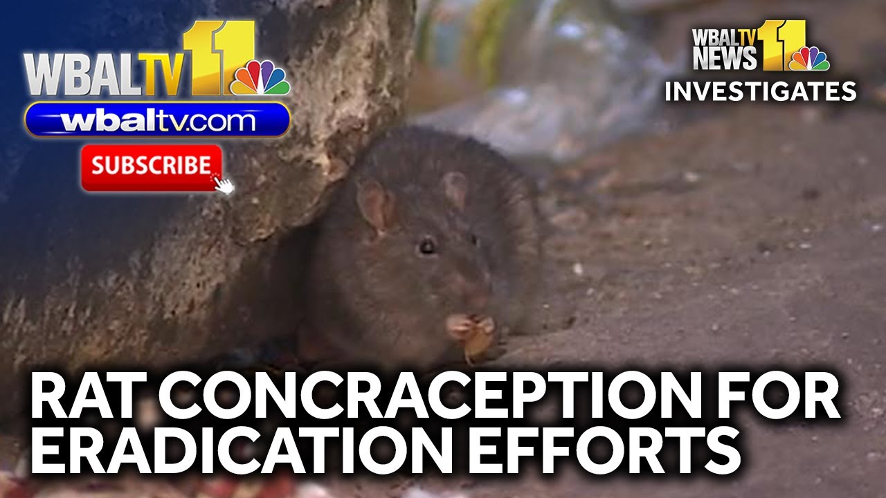 DPW to deploy rat contraceptives in eradication effort - YouTube