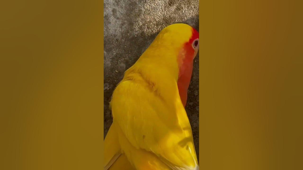 My Birds Youtube
