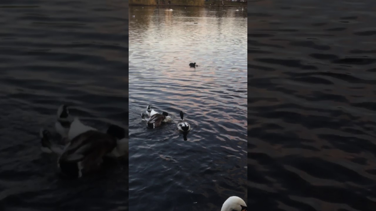 Duck tries to kill another duck by drowning her - YouTube