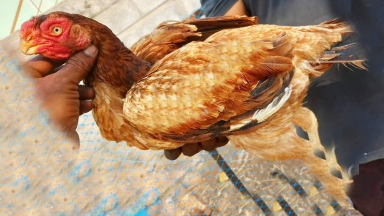 parrot beak aseel hen temper tail | aseel and animal pets lovers 0260 ...