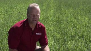 Pollen Walk - Timothy