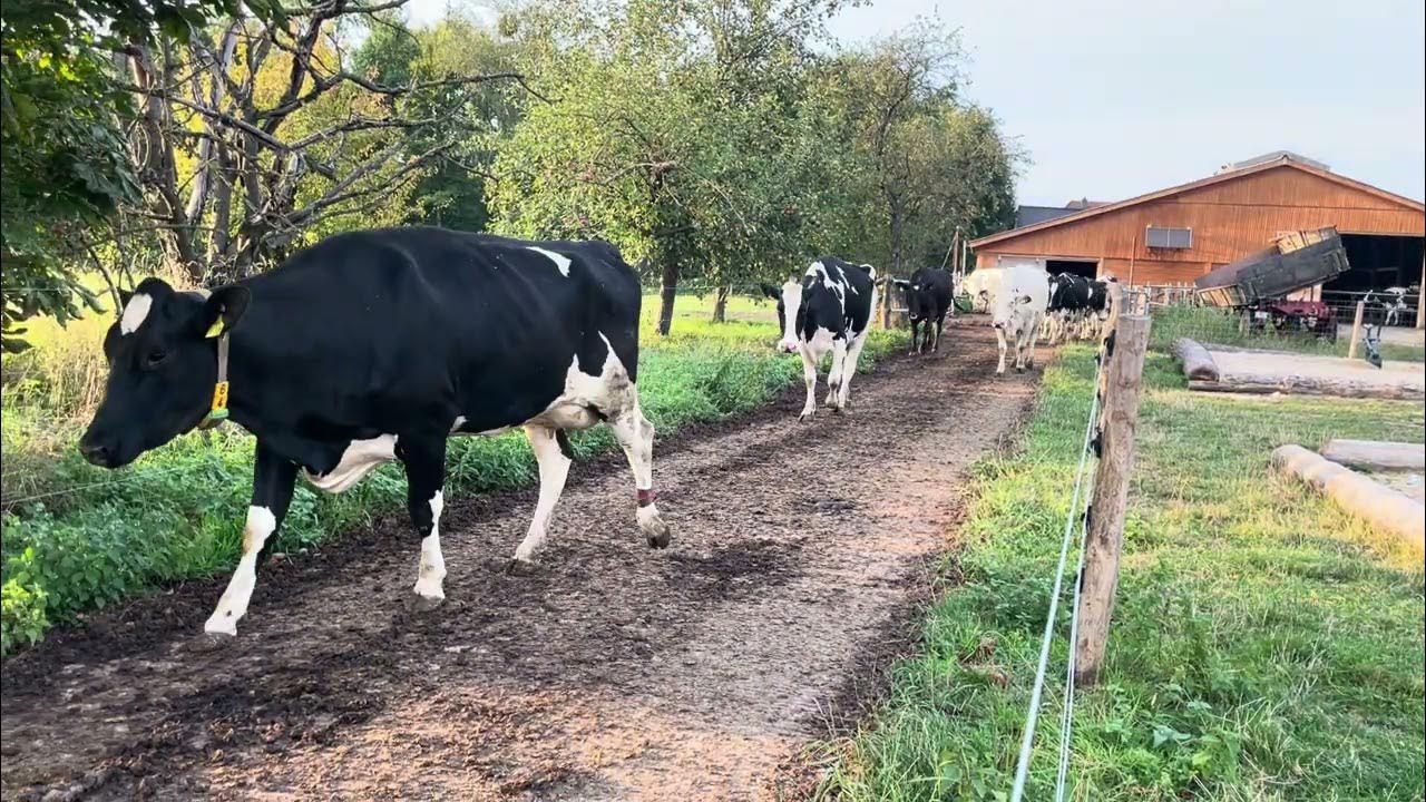 #kühe - YouTube