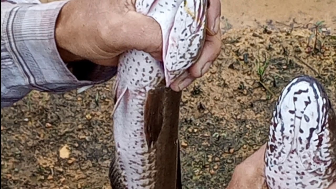 Mancing di rawa buaya Kalimantan - YouTube