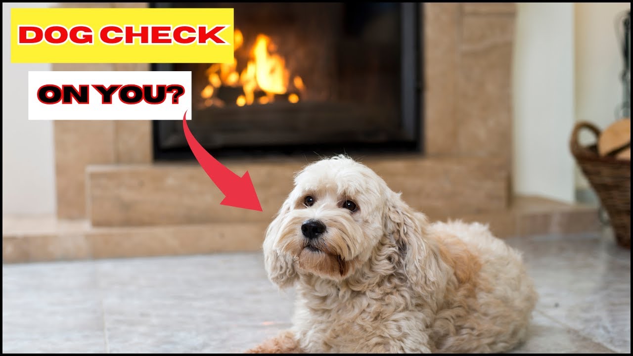 Reasons Why Dogs Keep Checking on Their Owners - YouTube
