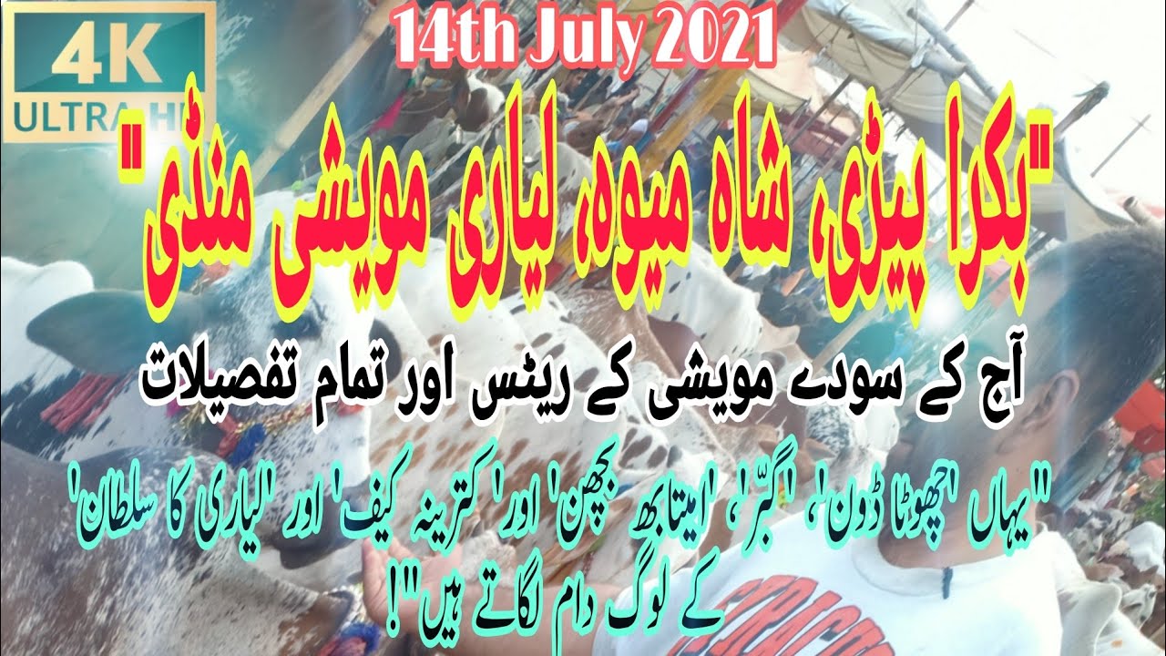 BakraPiri lyari Cow Mandi Latest 14th July 2021 | Ejaz Sheraz Vlog ...