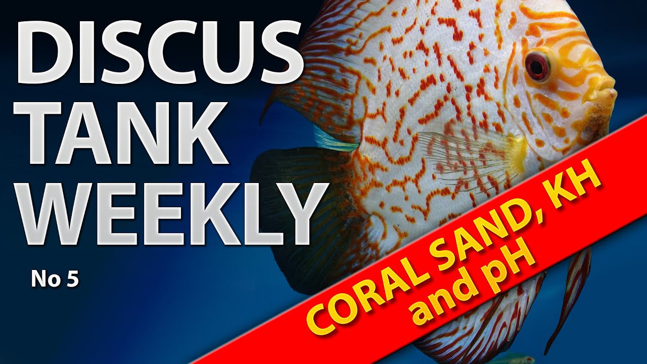 Discus Fish Diary - Sort your KH, pH and Algae - YouTube