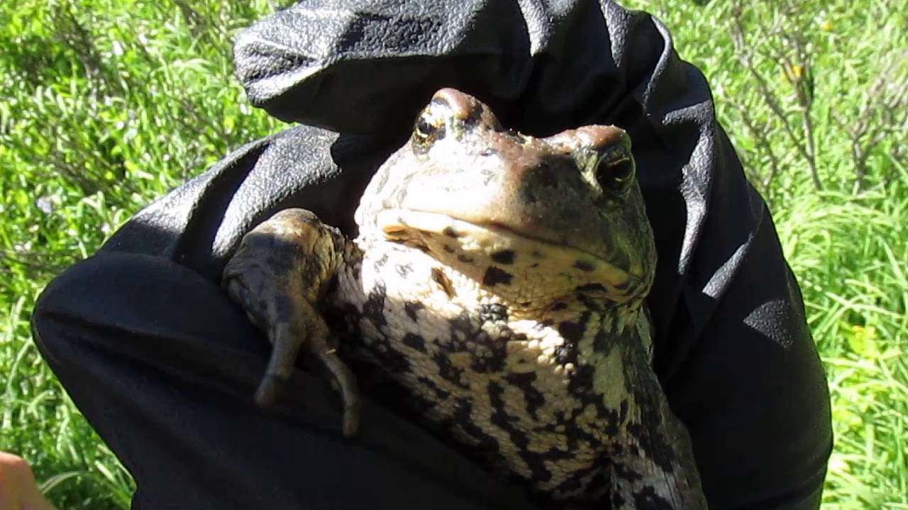Boreal Toad release call - YouTube