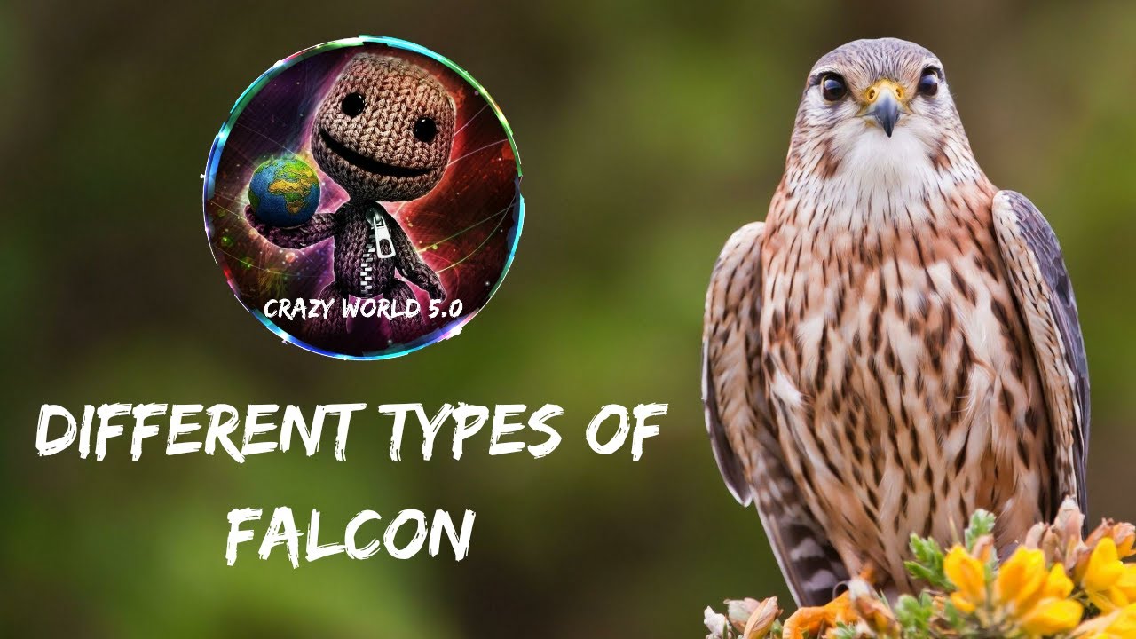 Different Types of Falcon || All about Falcon || Crazy World 5.0 - YouTube