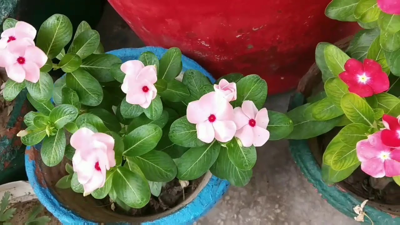 Hybrid vinca / Periwinkle 👉 Caring and Growing method // Best Evergreen ...