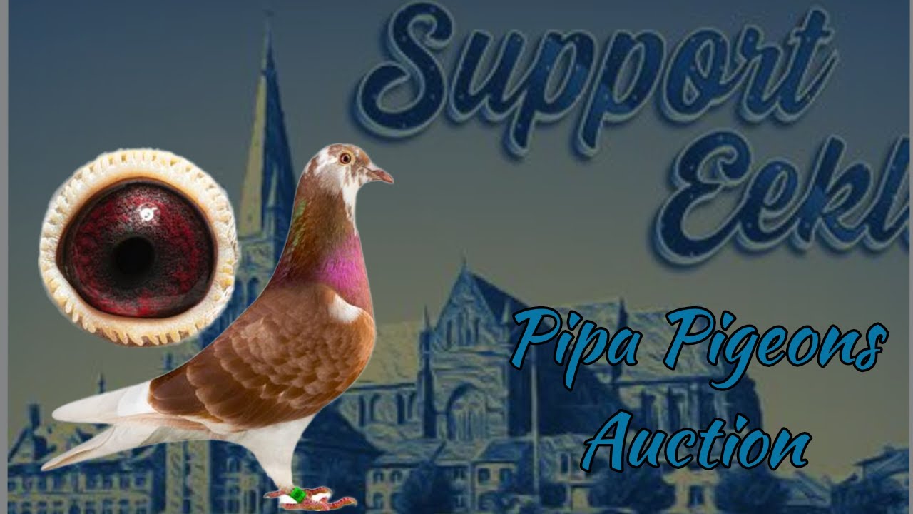 Exclusive Pigeons From Top Racing Pigeon Fanciers For Sale In Pipa ...