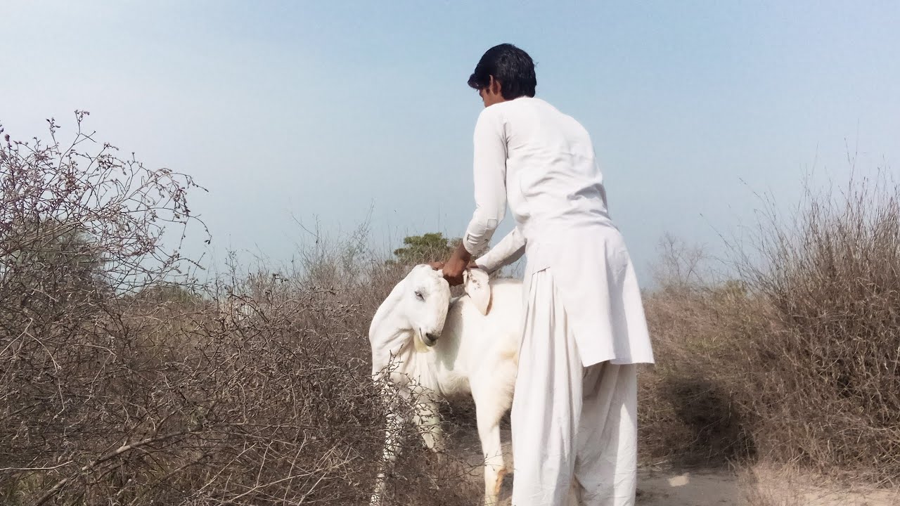 Excellent goat Treatment first time - YouTube