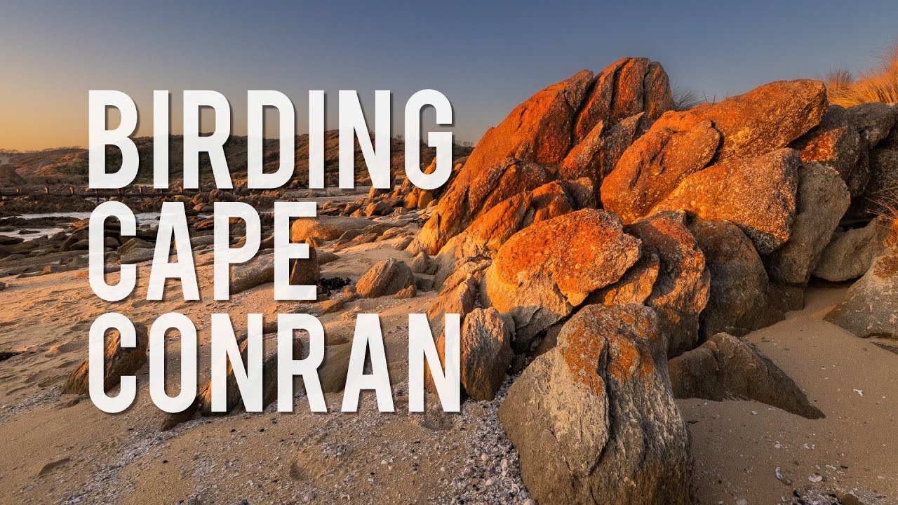 Cape Conran: A Bird Photography Paradise - YouTube