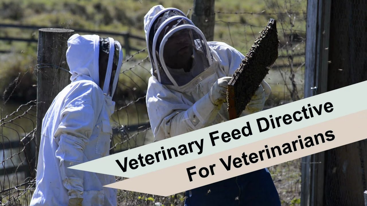 Veterinary Feed Directive for Veterinarians - YouTube