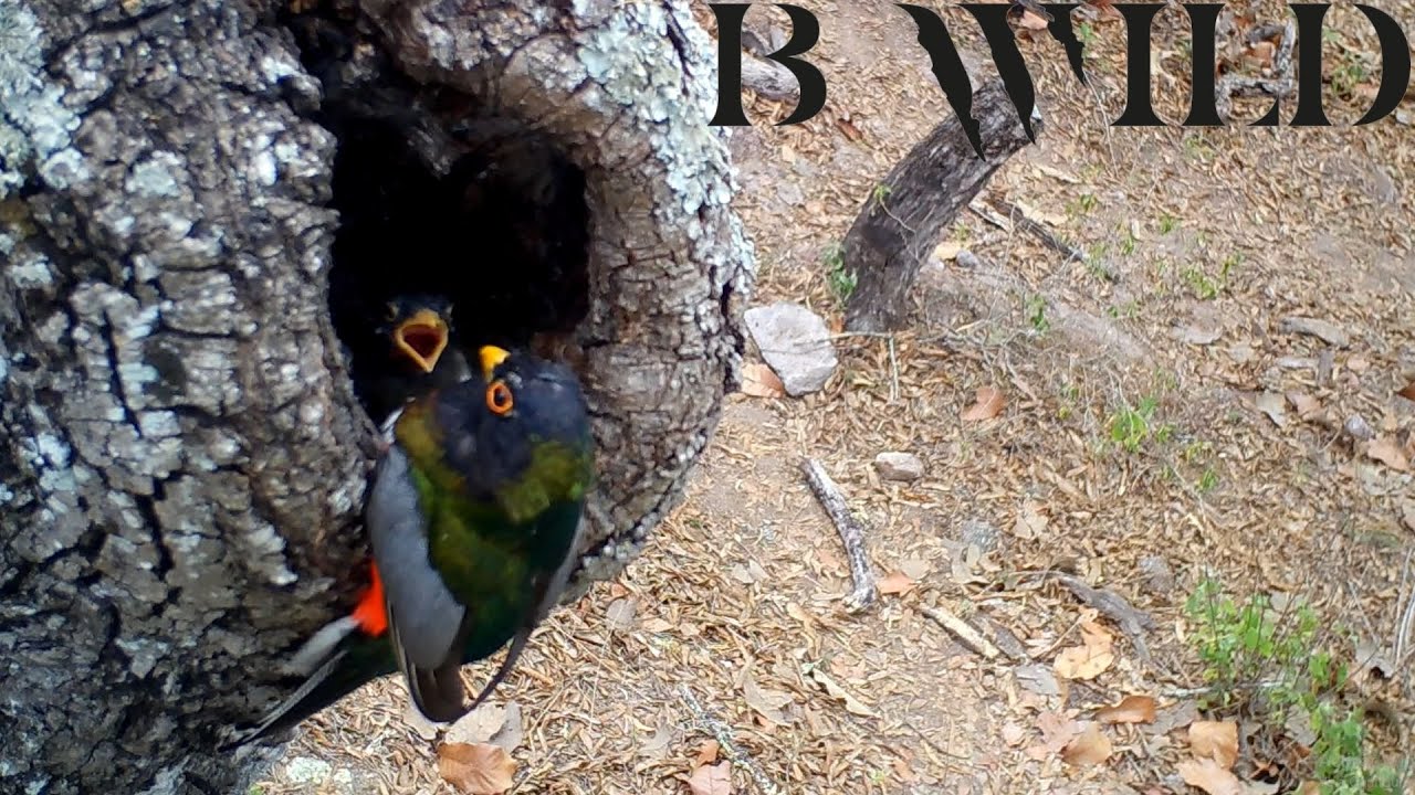 Trogon Nest | Trogon, Cougar, Bobcat, Woodcreeper, Deer, Cottontail ...