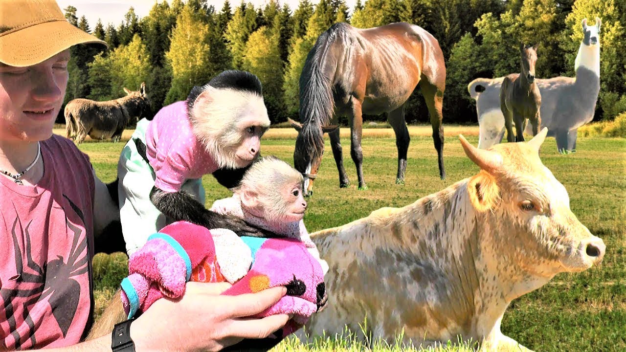 Baby Monkey Sees Farm Animals for the First Time! - YouTube