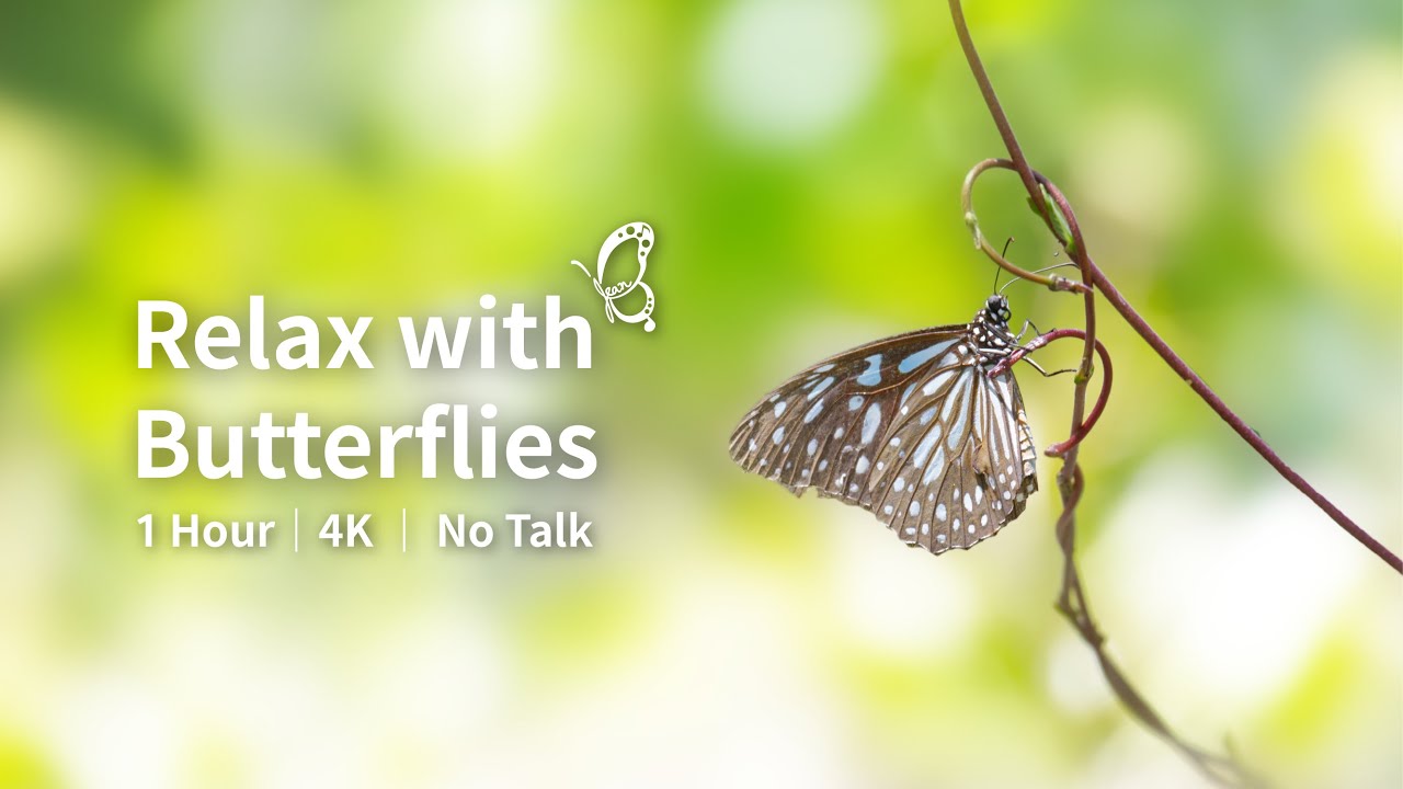 1 Hour of Relaxing Butterfly Scenery with Calming Music 🏞️#Butterfly # ...
