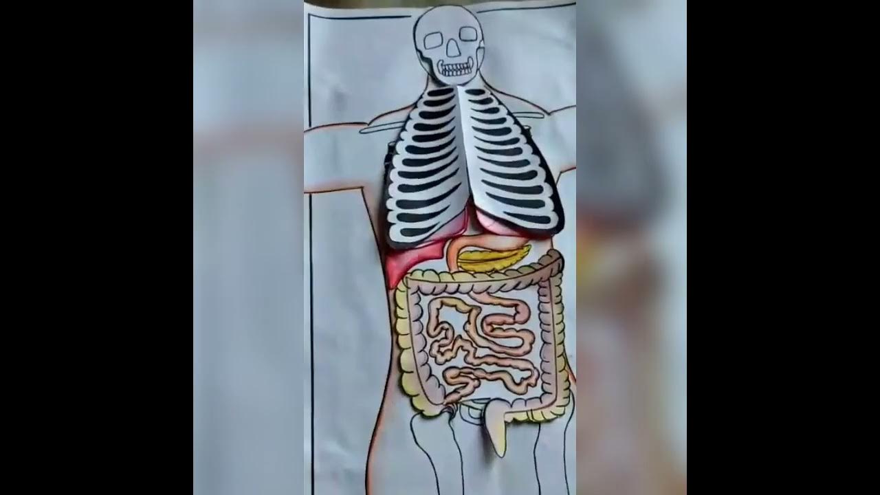 #Science model : Human body System project # presentation # Human book ...