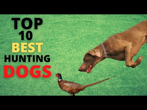 TOP 10 BEST HUNTING DOG BREEDS - YouTube