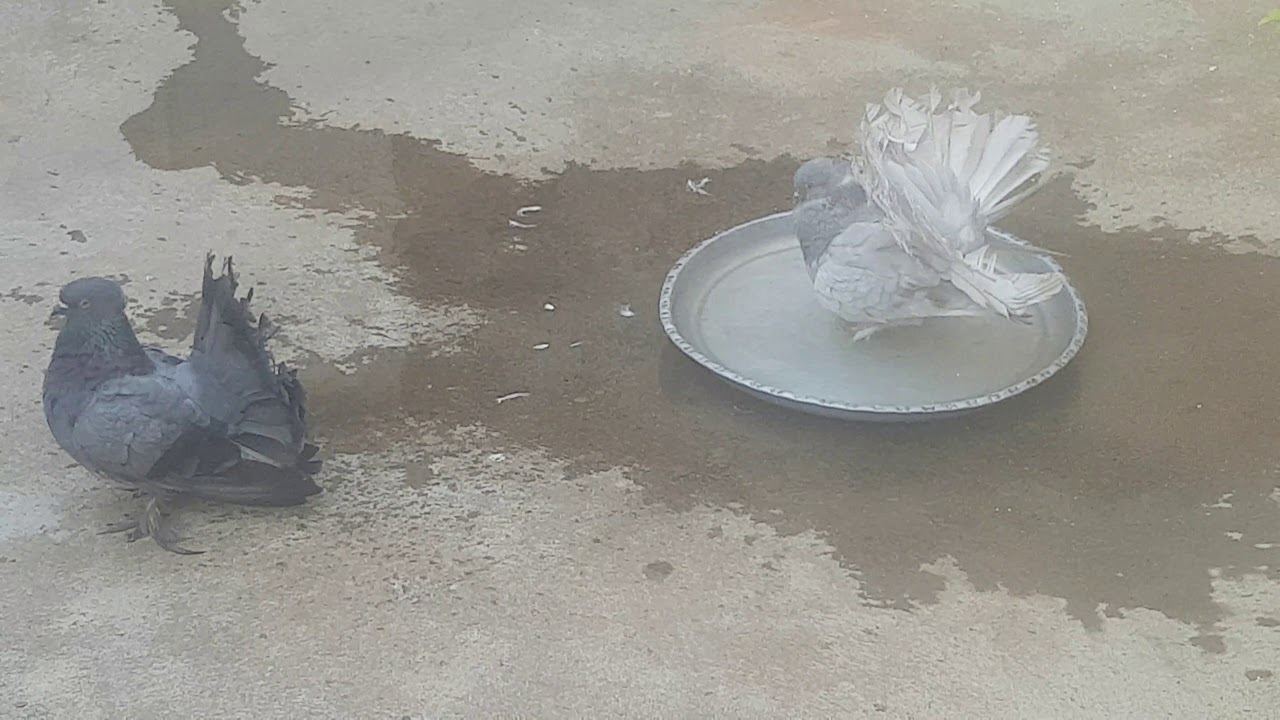 Pigeon Dancing | Beautiful Pigeon Dance | Pet Piegons Play - YouTube