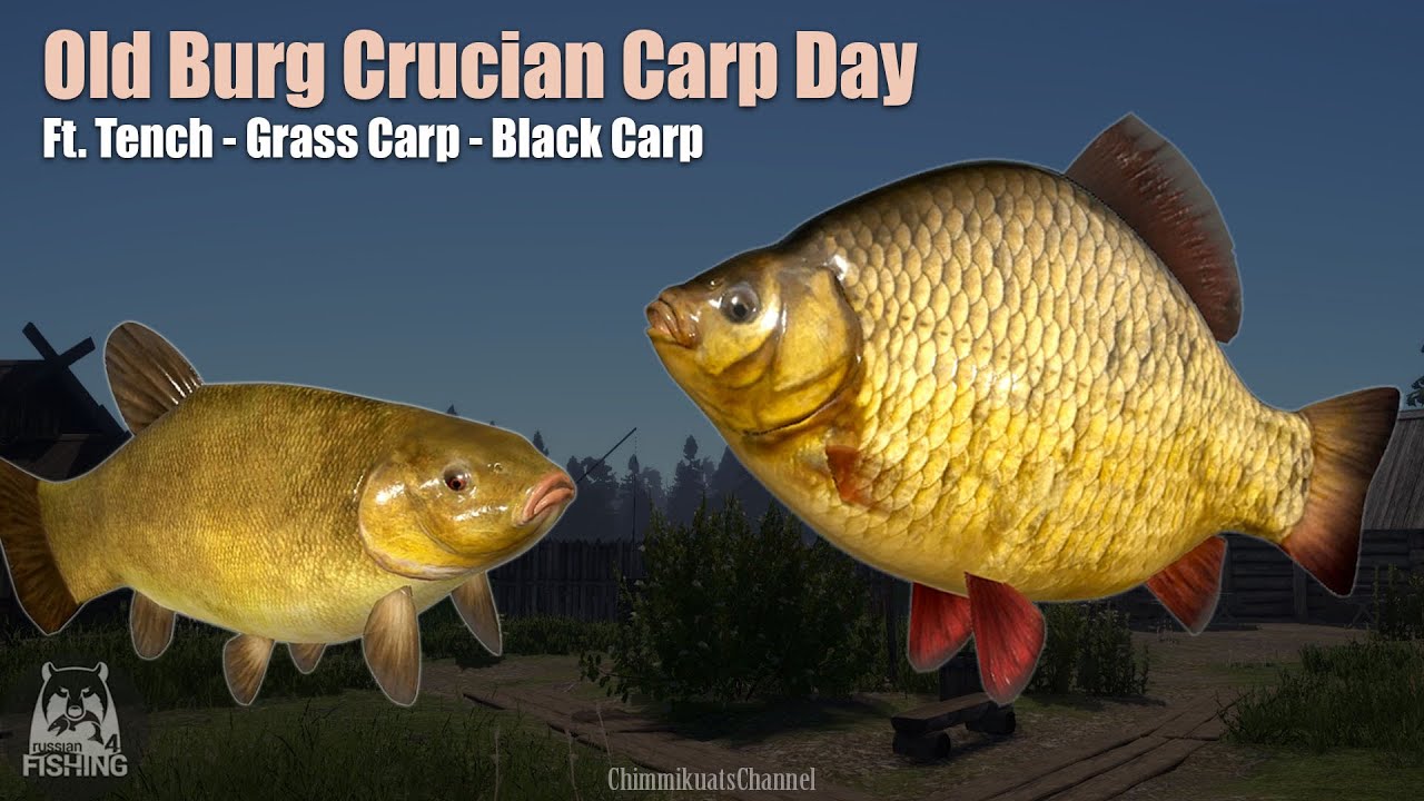 Old Burg Crucian Carp Day~ ft. Tench - Gibel Carp - Black Carp - Grass ...