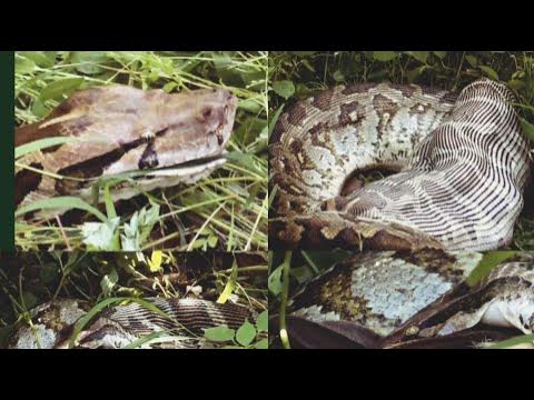 Unbelievable python kill And Swallow A Big Bush Meat 🦒🦒And Still ...