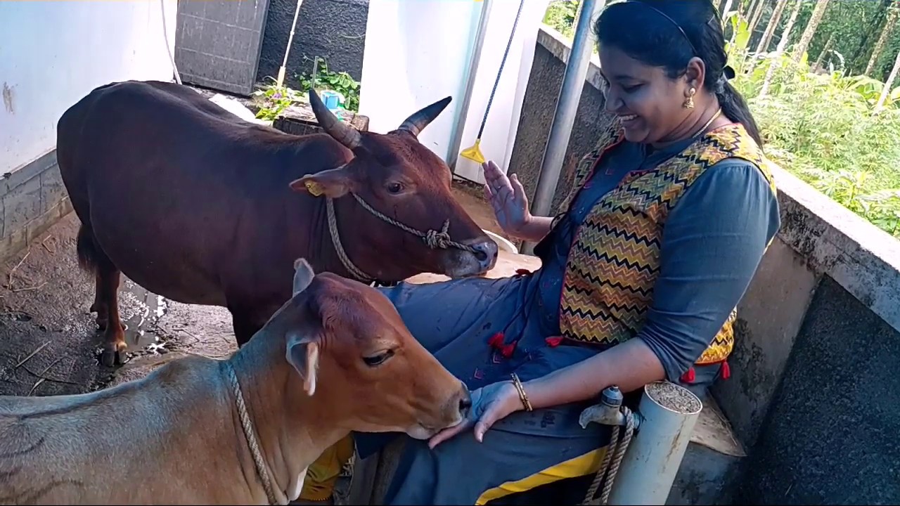 Vechoor cow unbelievable loving moments and expressions - YouTube
