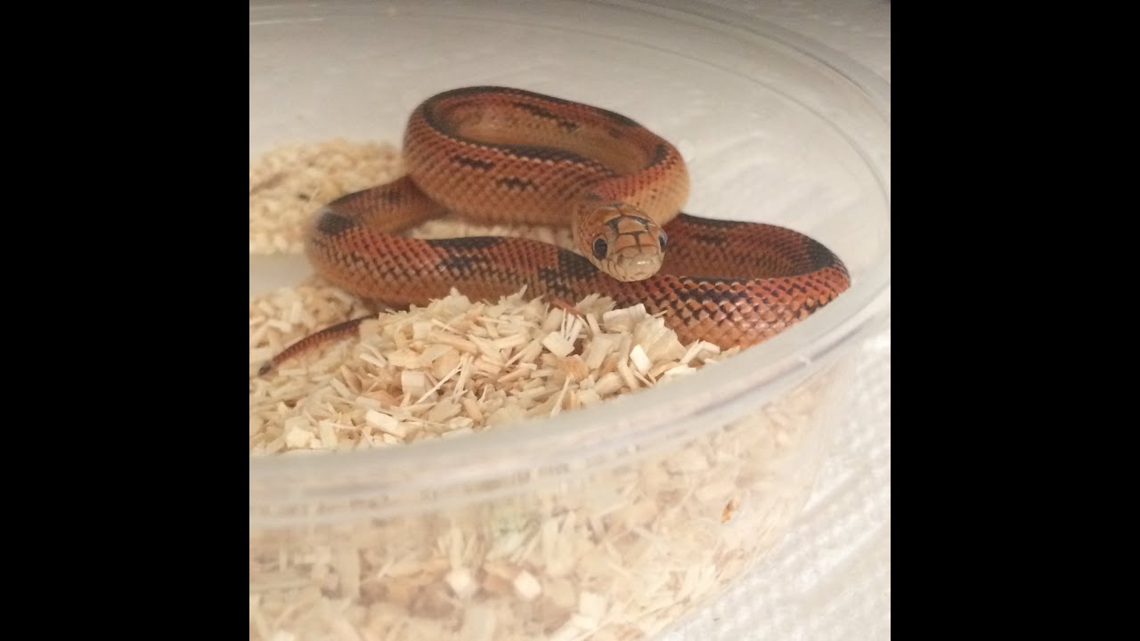 BHB Reptiles Unboxing (Kingsnake) - YouTube
