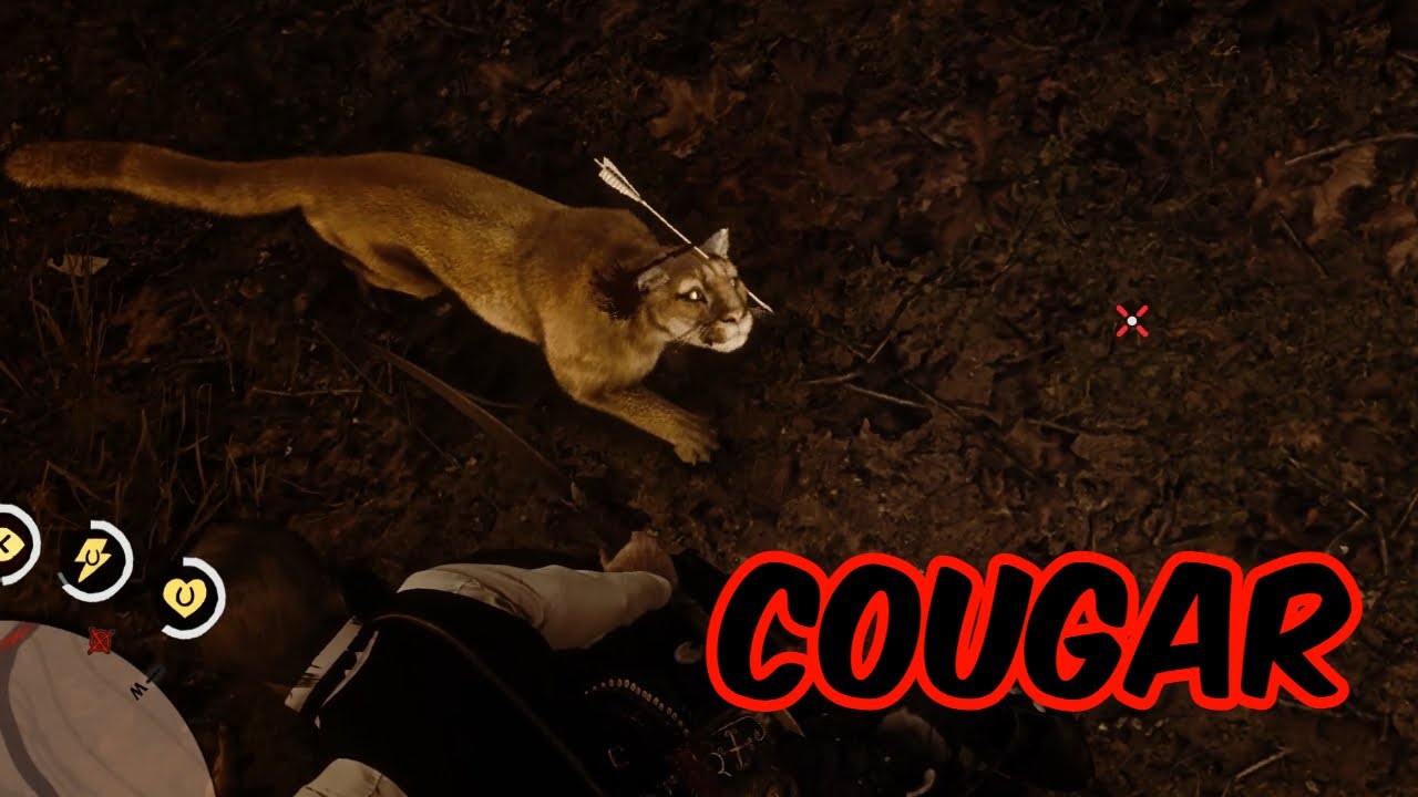 Cougar spawn place RDR2 - YouTube