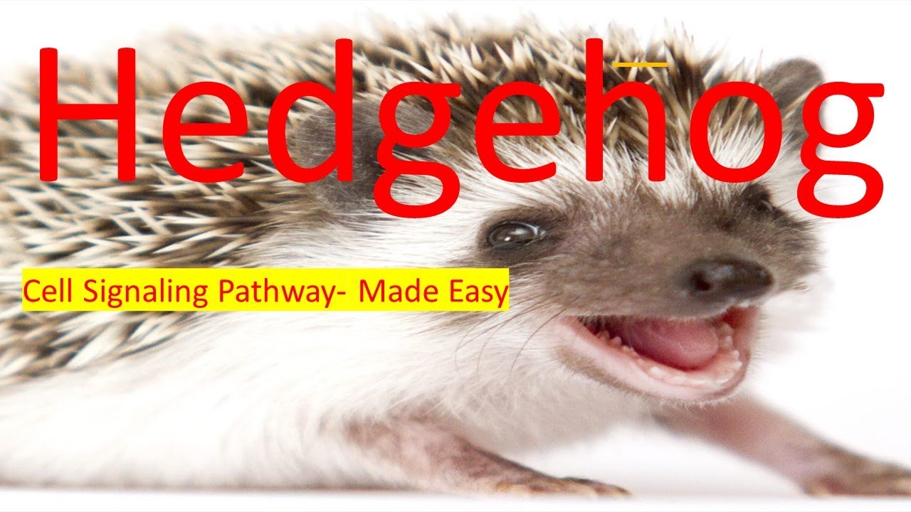 Hedgehog Cell Signaling Pathway- Made Easy - YouTube