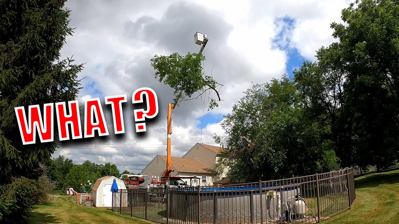 Removing Tree Branches Right Over Pool | Hundred Year Old Ash Tree ...