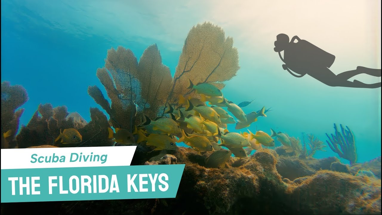 Diving The Florida Keys: Islamorada, Key West, and more. - YouTube