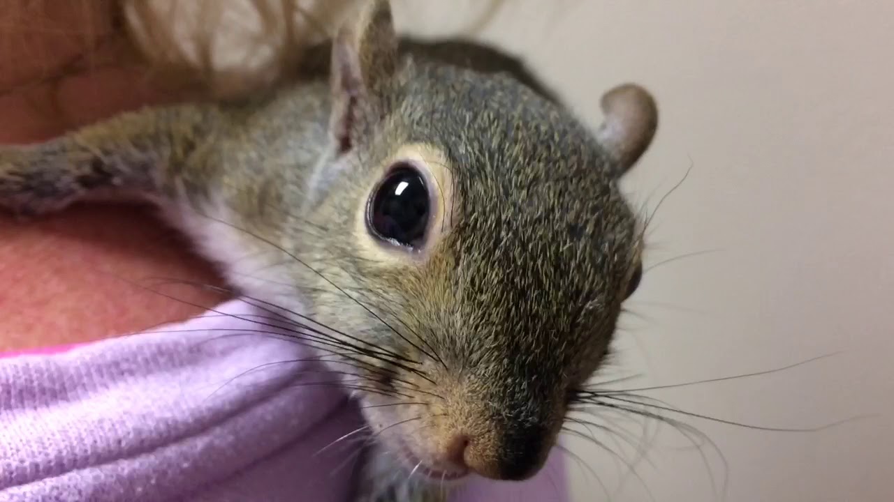 Malocclusion Squirrel Fun - YouTube