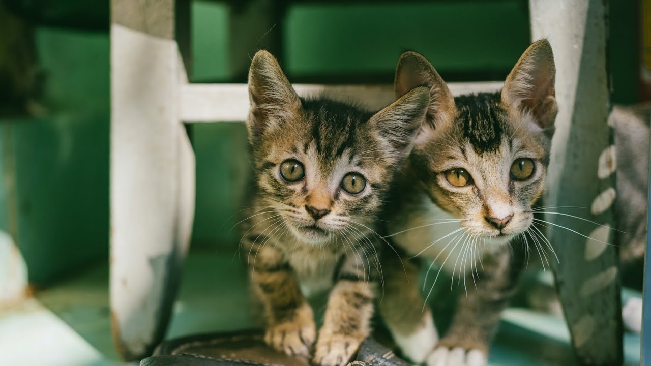 cat life cute cat|| aa animals - YouTube