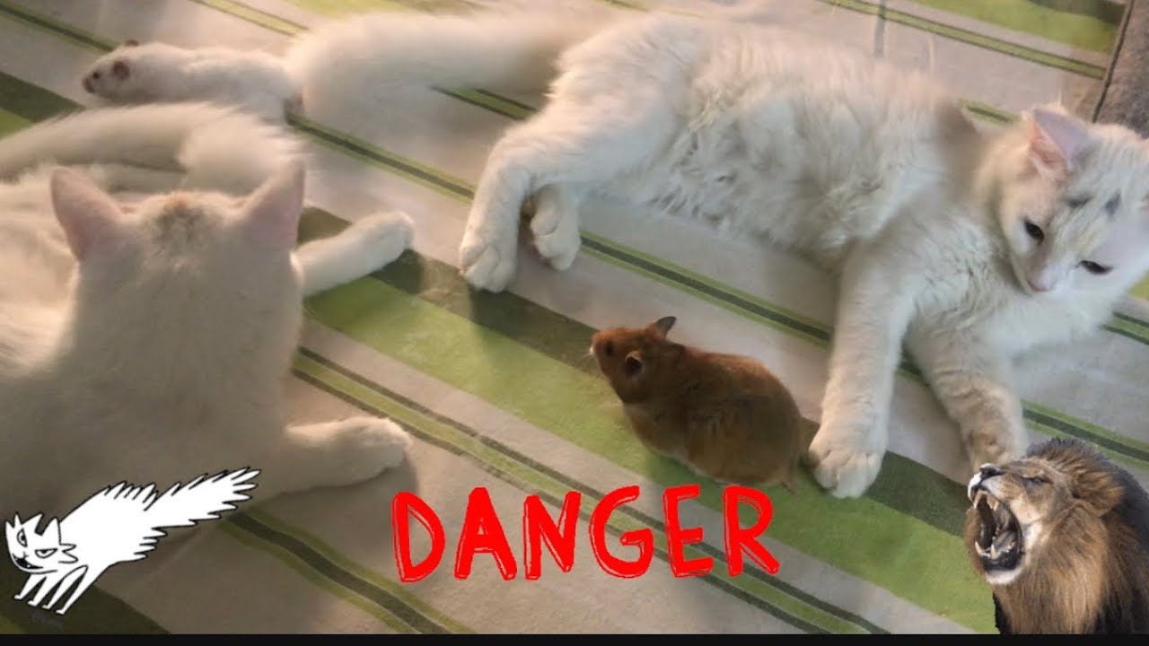 Cats VS Hamsters 🐹 , cats Reacts to my new hamsters :( - YouTube