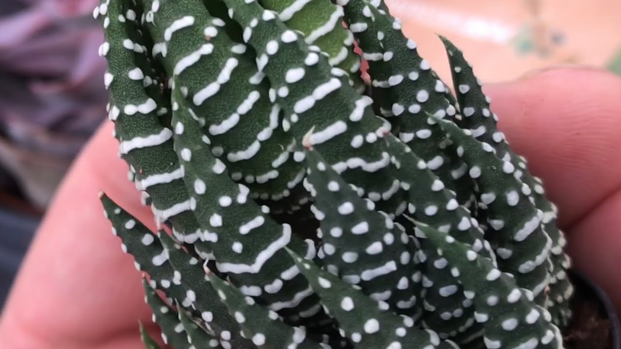 lolite “succulent” - YouTube