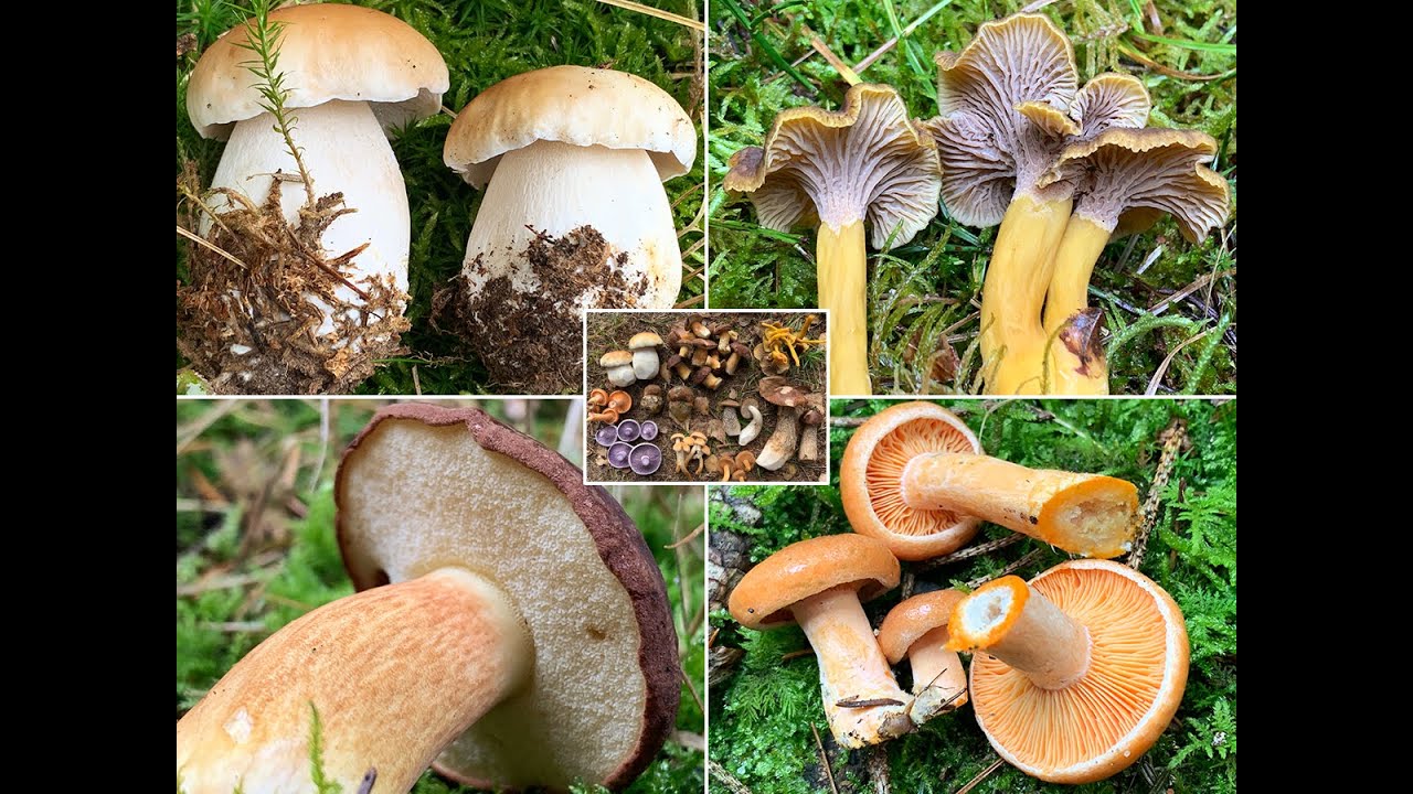 Pilze im Oktober | 20.10.2019 | Steinpilze, Birkenpilze ...