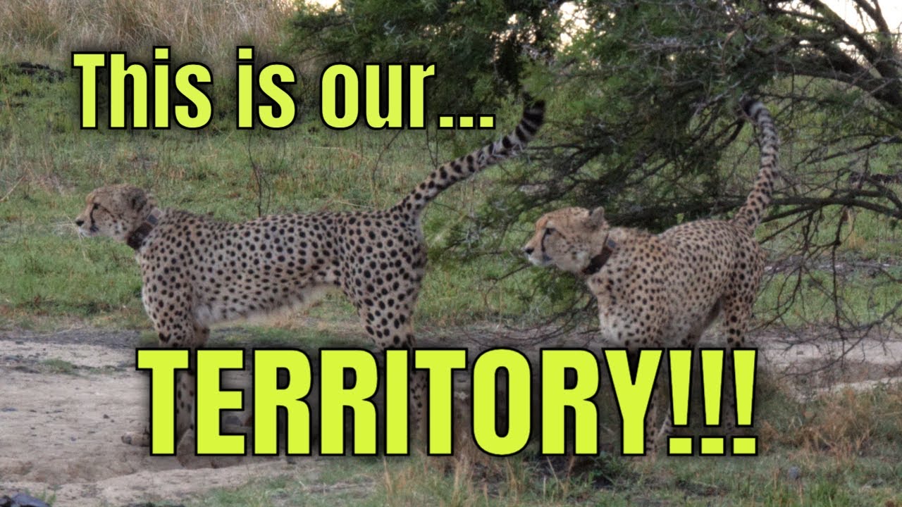 How do Cheetahs mark their territory? - YouTube