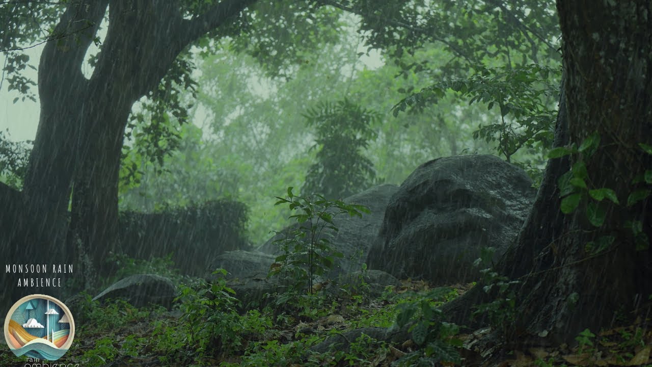 Heavy Rain in Tropical Rain Forest | ASMR Forest Rain Ambience for Sleep , Study and Meditation ...