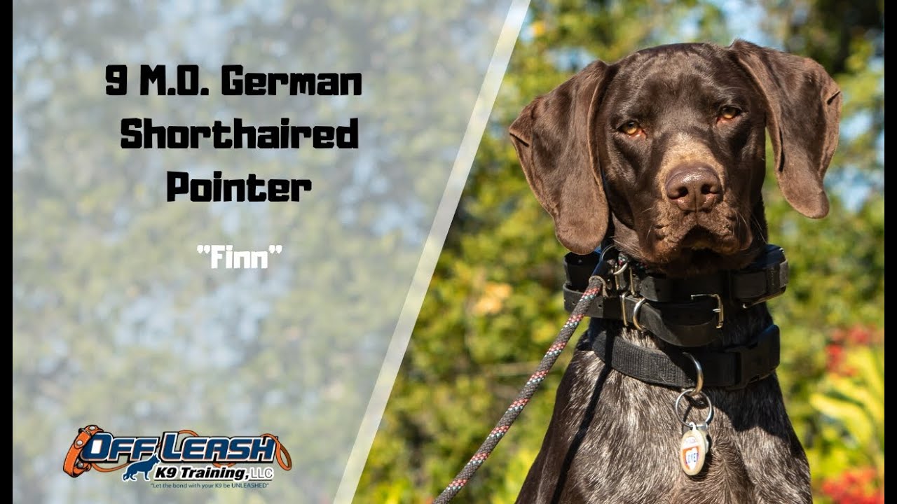 GERMAN SHORTHAIRED POINTER / DOG TRAINING - YouTube