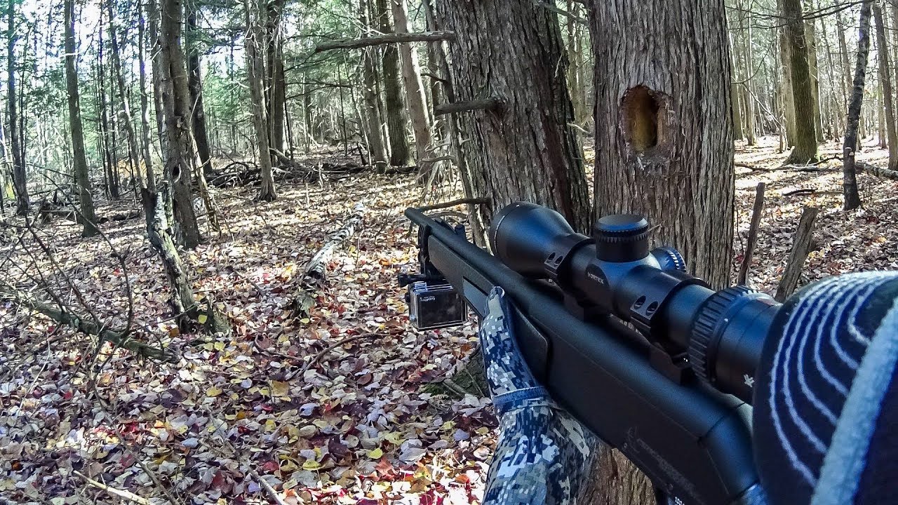 Swamp Still Hunting... October 26th Field Update - YouTube