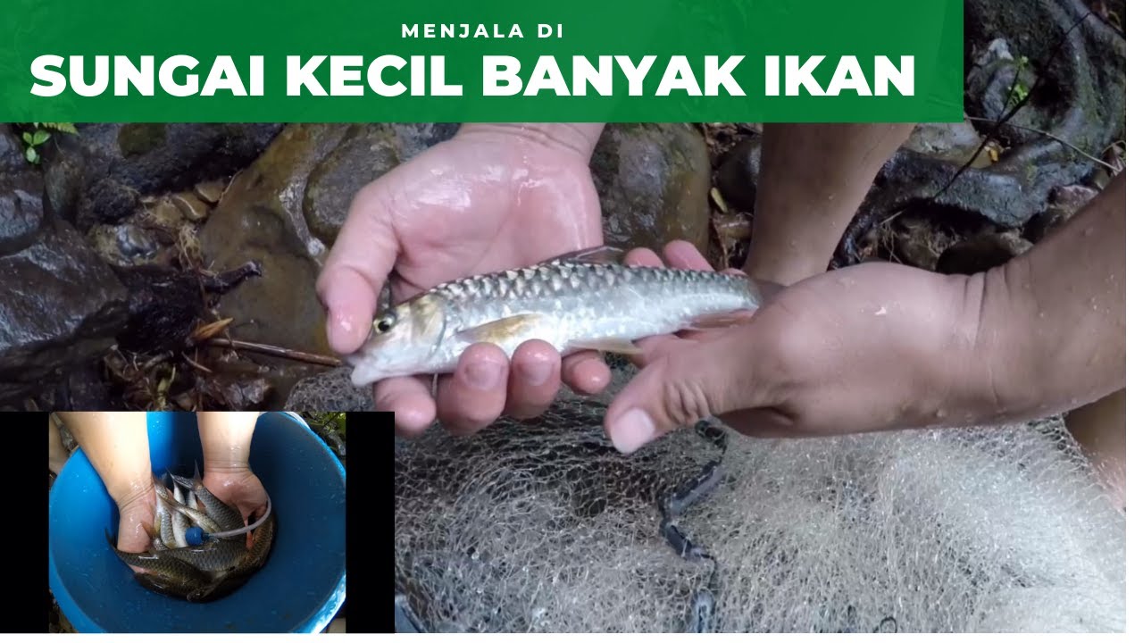 Ikan pelian hulu sungai - YouTube
