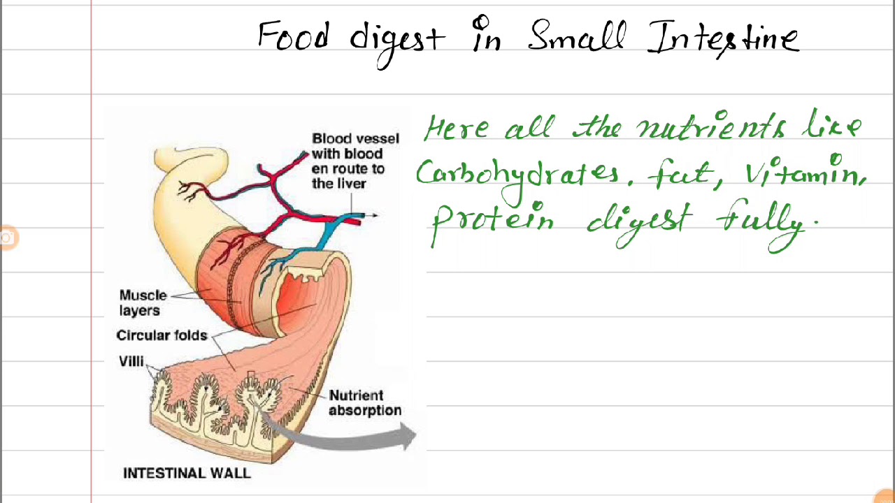 Life Process Digestion In Small Intestine - YouTube